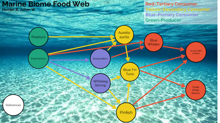 Marine Biome Food Web by Hunter B on Prezi