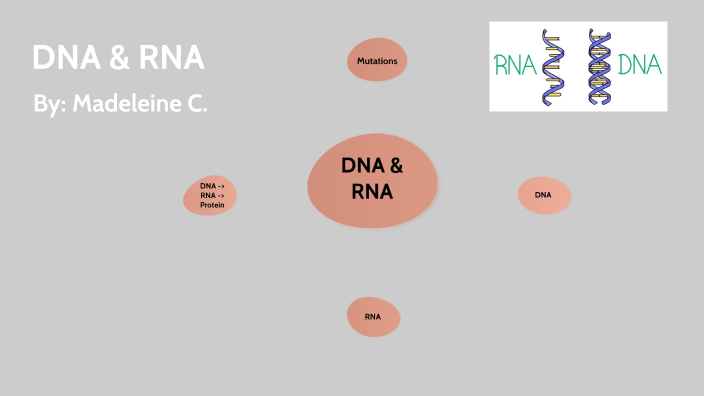 Mind Map: DNA & RNA by Madeleine Cullop on Prezi