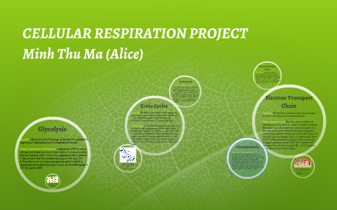 CELLULAR RESPIRATION PROJECT by Minh Thu Ma on Prezi