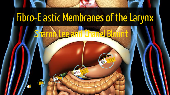 Fibro-elastic Membranes of the Larynx by Chanel Blount on Prezi