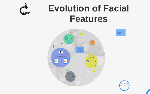 Evolution of Facial Features by
