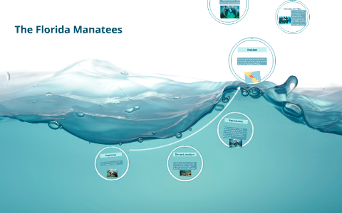 The Florida Manatees by Zane E on Prezi