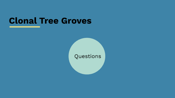 Clonal Tree Groves by Coby Cordes on Prezi