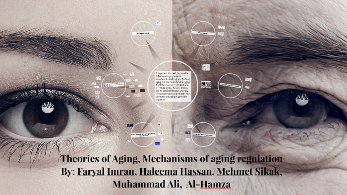 Theories of Aging, Mechanisms of aging regulation by Voilet Sinclair on ...