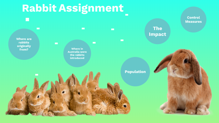 Rabbit presentation by Akira zutelia on Prezi