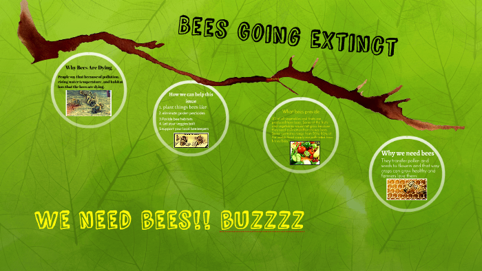 Bees Going Extinct by Eric Van Loon on Prezi