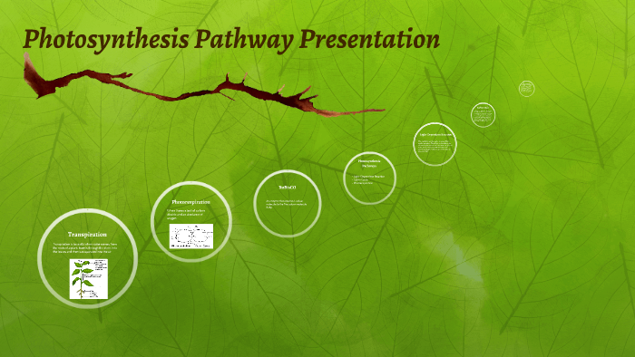 Photosynthesis Pathway Presentation by Tharek Phounsavat on Prezi