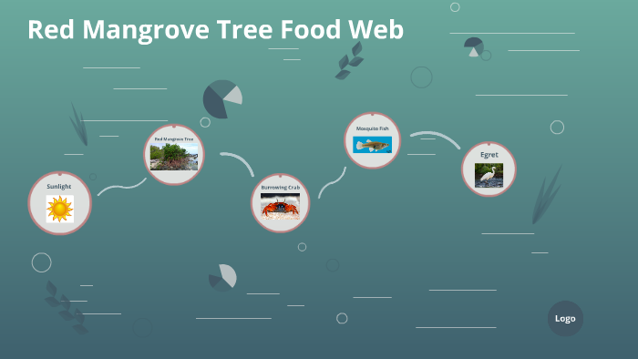 Red Mangrove Tree Food Web by Marianne Ocampo on Prezi