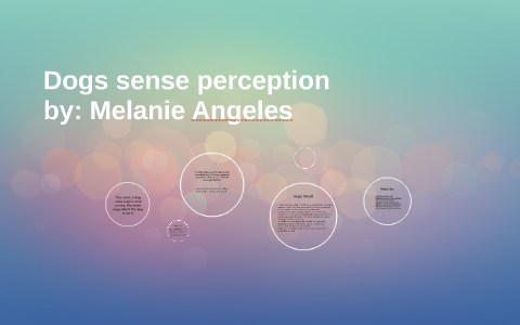 Dogs sense perception by Melanie Angeles on Prezi