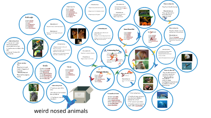 Proboscis Monkey by chris ford on Prezi