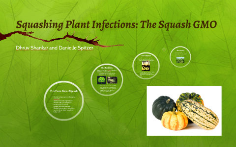 Genetically Modified Squash