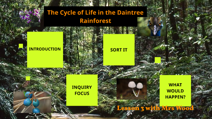 The Cycle of Life in the Daintree Rainforest Lesson 3 by Tania Wood on ...