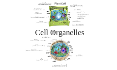 Cell Organelles by Jessica Polan on Prezi