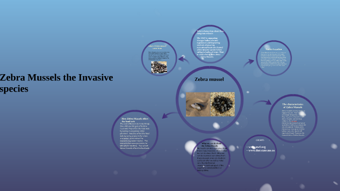 Zebra Mussels the Invasive species by Sara Fontaine