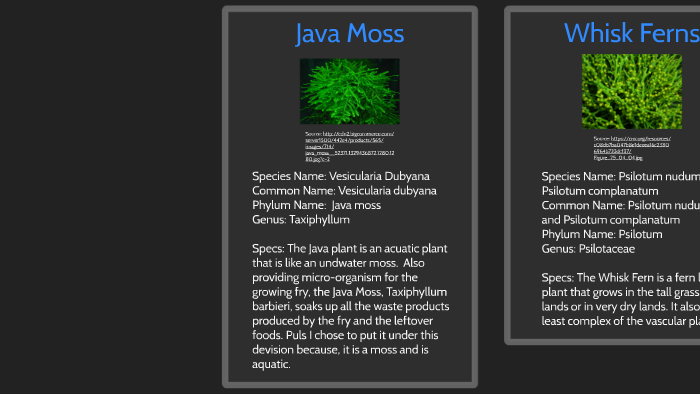 Java Moss by Jonathan Kangas on Prezi