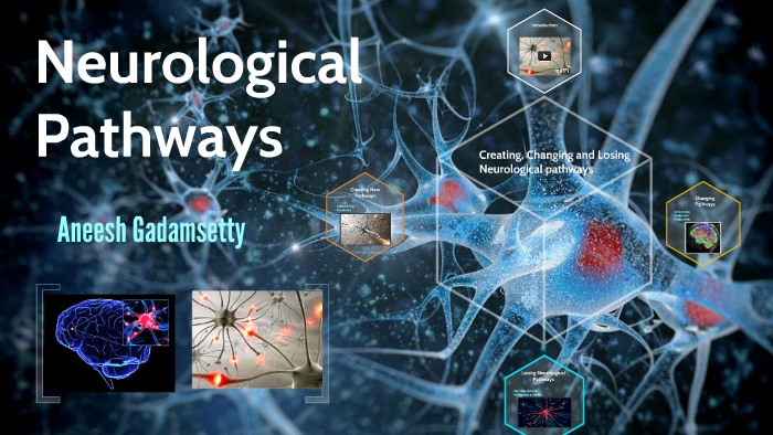 Neurological Pathways by Aneesh Gadamsetty on Prezi