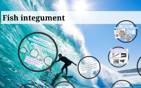 fish integument by Doshia Gail Villamor on Prezi