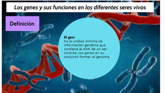 Los genes y sus funciones en los diferentes seres vivos by Gissel ...