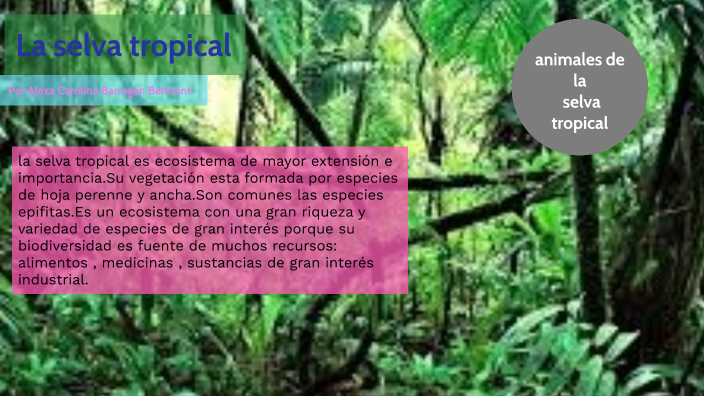 La selva tropical by Alexa Carolina gfgfgtghgfg hfghfghfghfhfh on Prezi