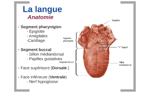 Anatomie De La Langue Humaine, Face Inférieure Anatomie Et