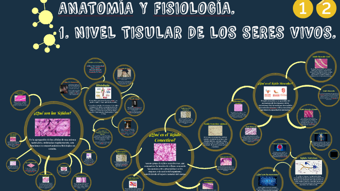 ANATOMIA Y FISIOLOGIA 1- NIVEL TISULAR DE LOS SERES VIVOS by Cristh ...