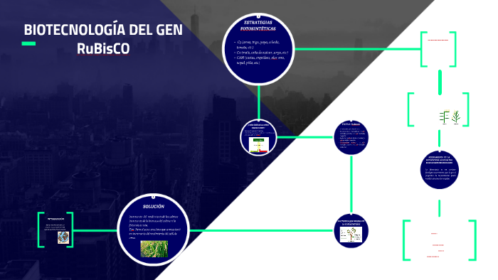 BIOTECNOLOGÍA DEL GEN RuBisCO by Yajaira Elias Agapito on Prezi
