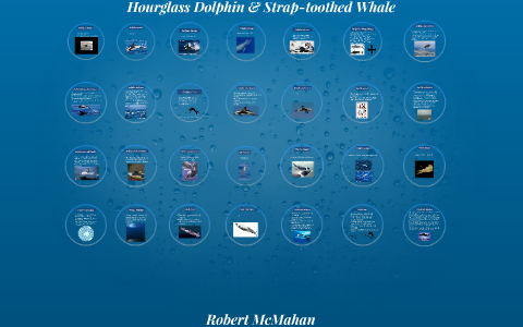 Hourglass Dolphin & Strap-toothed Whale by Robert McMahan