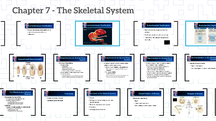 Ch 7 - The Skeletal System by David Myers on Prezi