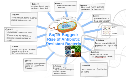 Antibiotics in Society by Mindy Xu on Prezi