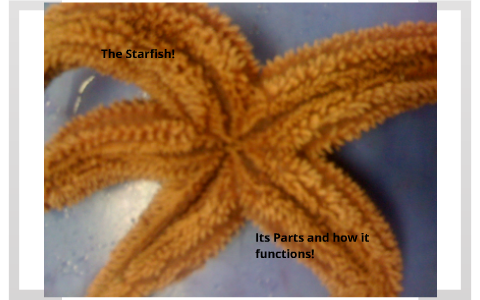 The Parts of a Starfish by Jonathon Anderson on Prezi