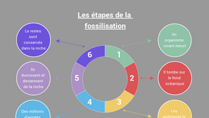 Les étapes de la fossilisation by Tatiana Zylinski on Prezi Design