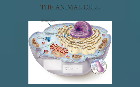 Inside the animal cell by Ian T**** on Prezi