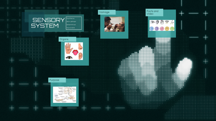 The Sensory System by eva blevins on Prezi