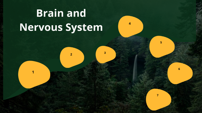 An Introduction to the Brain and Nervous System by Stormy Siemion on Prezi