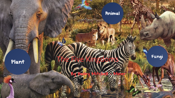 Classification Assignment by Hailey Mitchell - Miner on Prezi