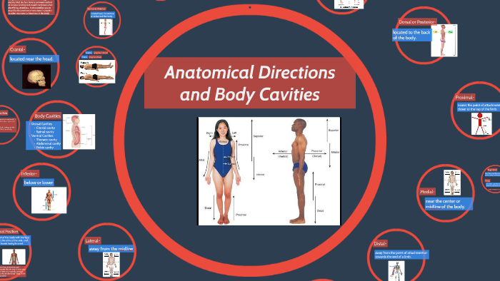 Anatomical Directions and Body Cavities by Bryan Geurts on Prezi