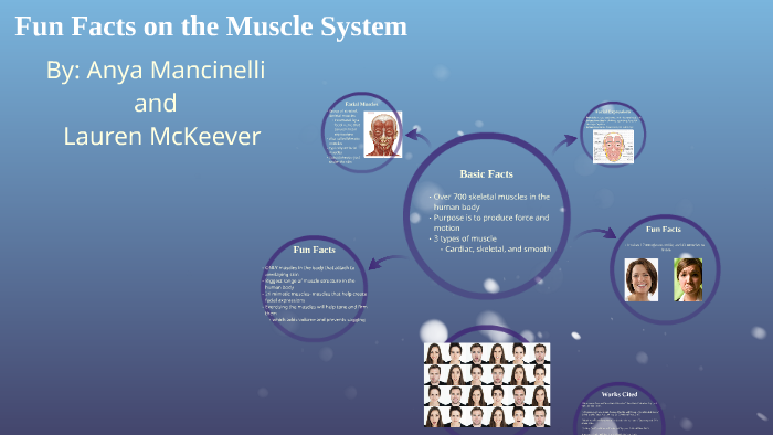 Fun Facts on the Muscle System by on Prezi