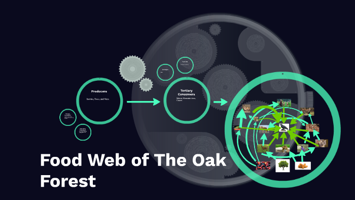 Food Web of Oak Forest by philip conte on Prezi