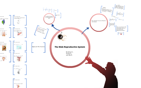 The Male Reproductive System by andrew tuma on Prezi