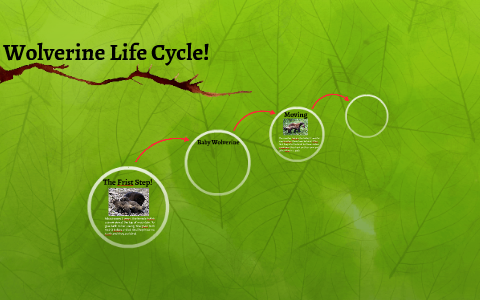 Wolverine Life Cycle! by Five Red on Prezi