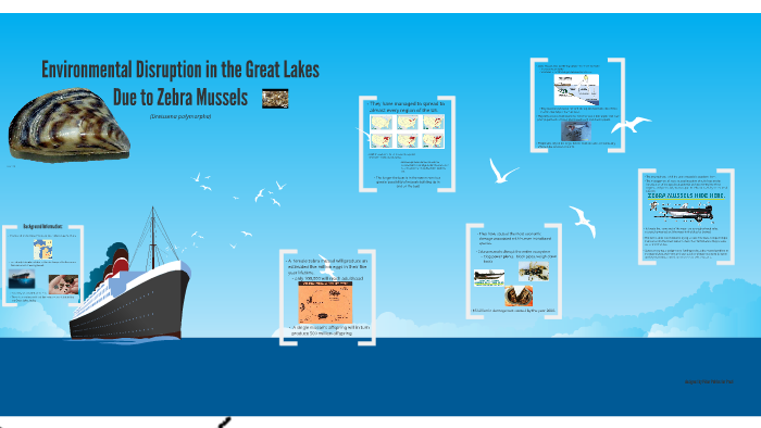 Environmental Disruption in the Great Lakes Due to Zebra Mus by Amy ...