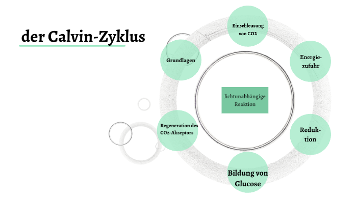 der Calvin-Zyklus by Pia P on Prezi