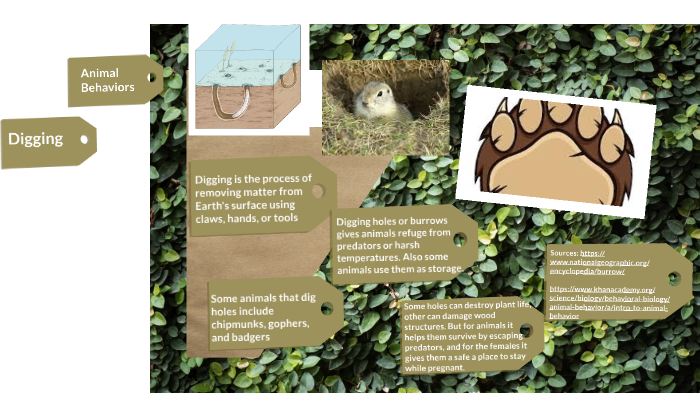 Tamana Mangat-Animal Behaviors by Tamana Mangat on Prezi