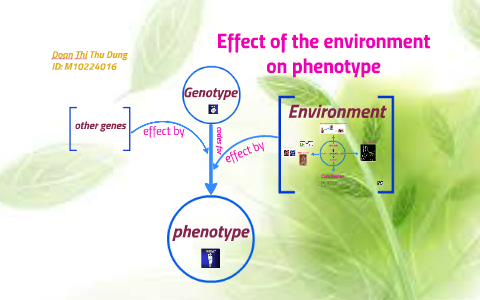 Effect of the environment on phenotype by Dung Doan on Prezi