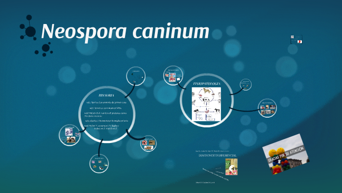 Neospora caninum by MONICA SANABRIA on Prezi