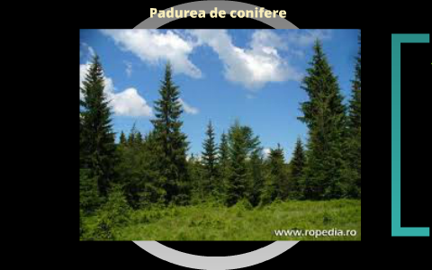 Padurea de conifere by Nour Ovidiu on Prezi