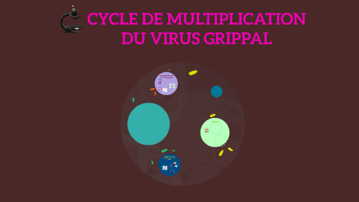 CYCLE DE MULTIPLICATION DU VIRUS GRIPPAL by christelle sajus on Prezi