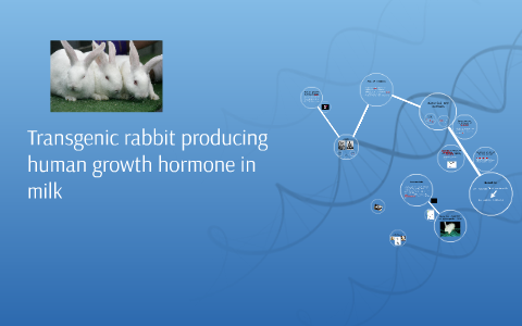 Transgenic rabbit producing human growth hormone in milk by Paulina ...