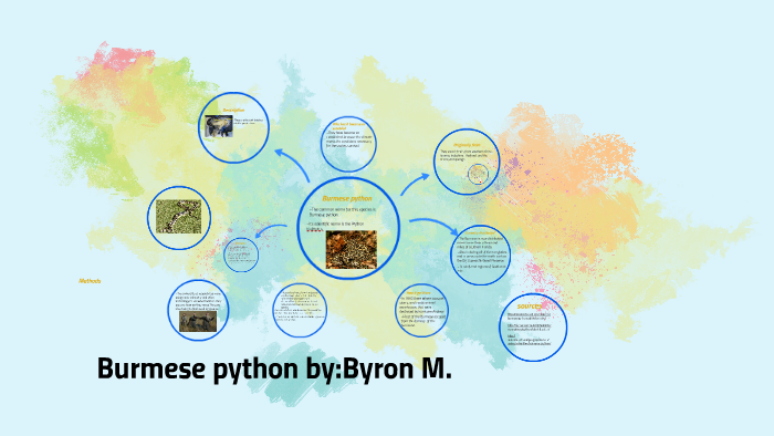 Burmese python by byron mazariegos on Prezi