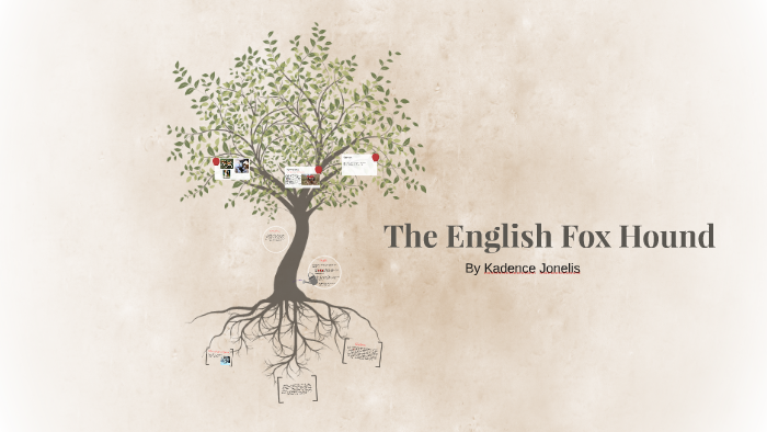 The English Fox Hound by Kadence Jonelis on Prezi